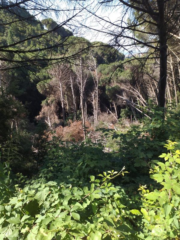 La strana strage di alberi della Pineta di Siano. I Quartieri ...